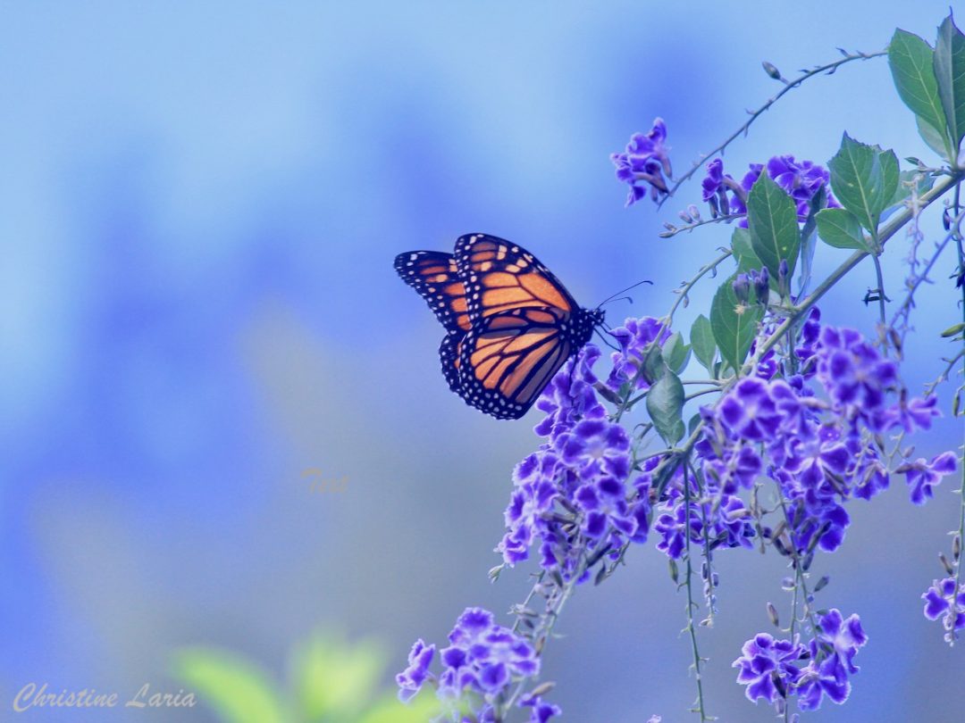 What Is Awakening And Why Does It Matter Christine Laria